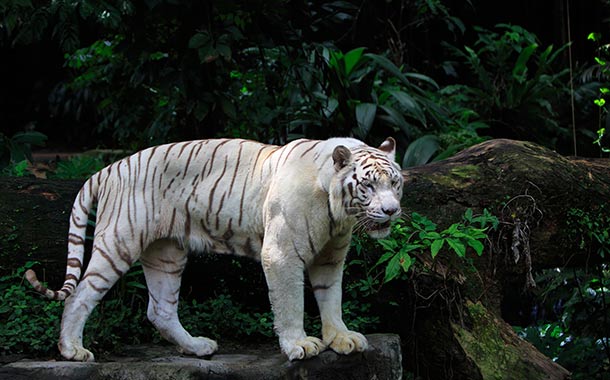 Singapore in pictures