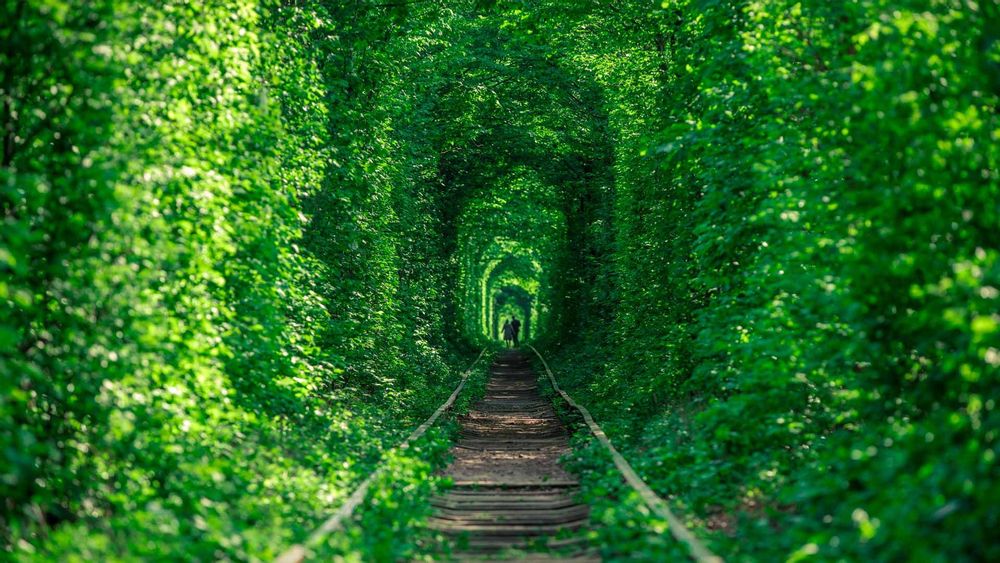 10 Most Beautiful Tree Tunnels 30 Tree Tunnels That Will Take Your
