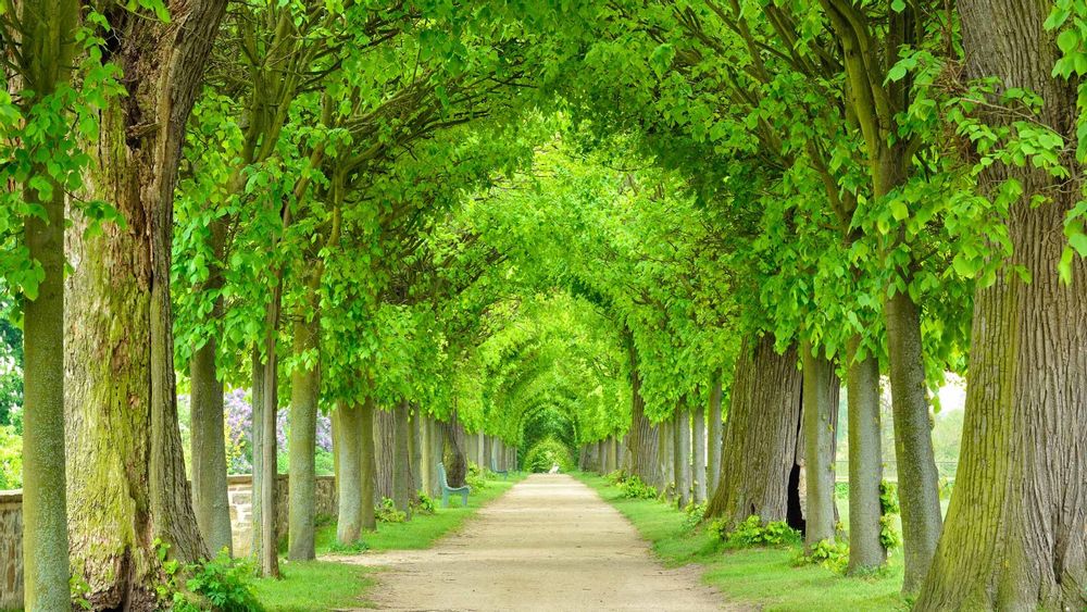 The Most Beautiful Tree In The World The 20 Most Beautiful Christmas